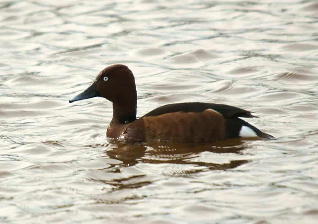 Ferruginous Duck - Birdwatching Roquetas de Mar
