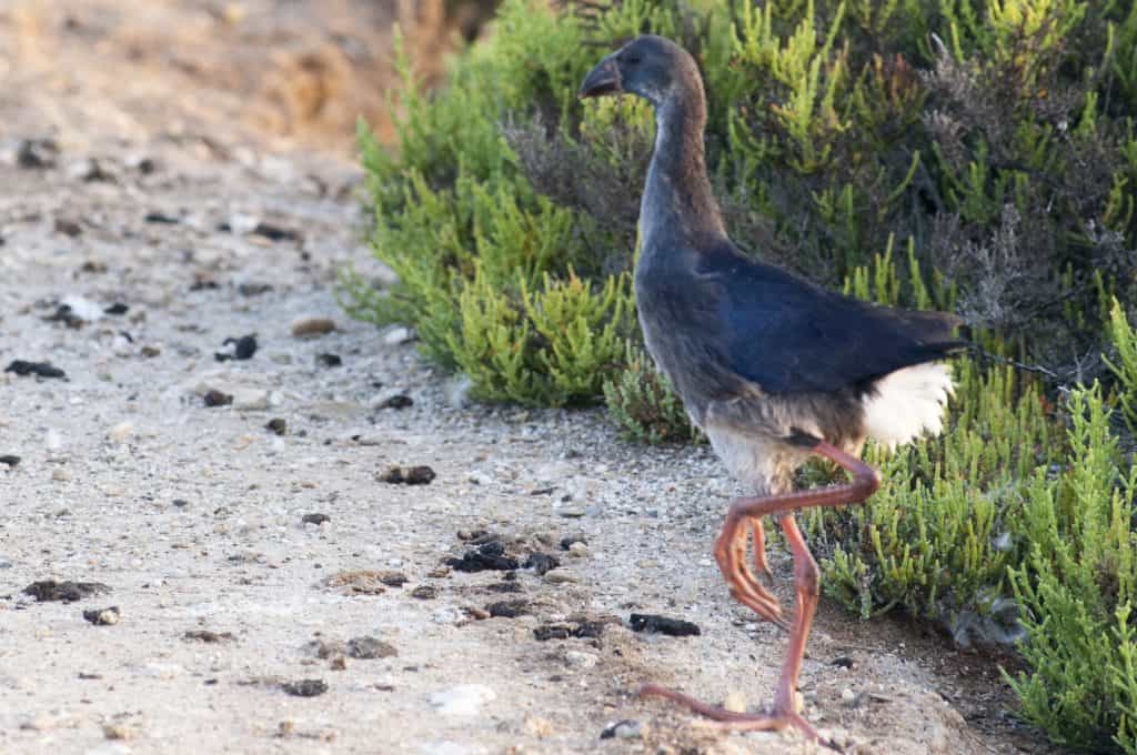 Calamón común - Birdwatching Roquetas de Mar